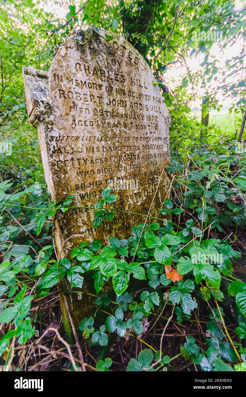 Gravestone in a very overgrown graveyard Stock Photo - Alamy