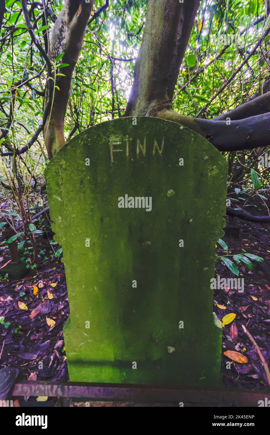 Moss covered old gravestone in an overgrown cemetery, with the surname ...