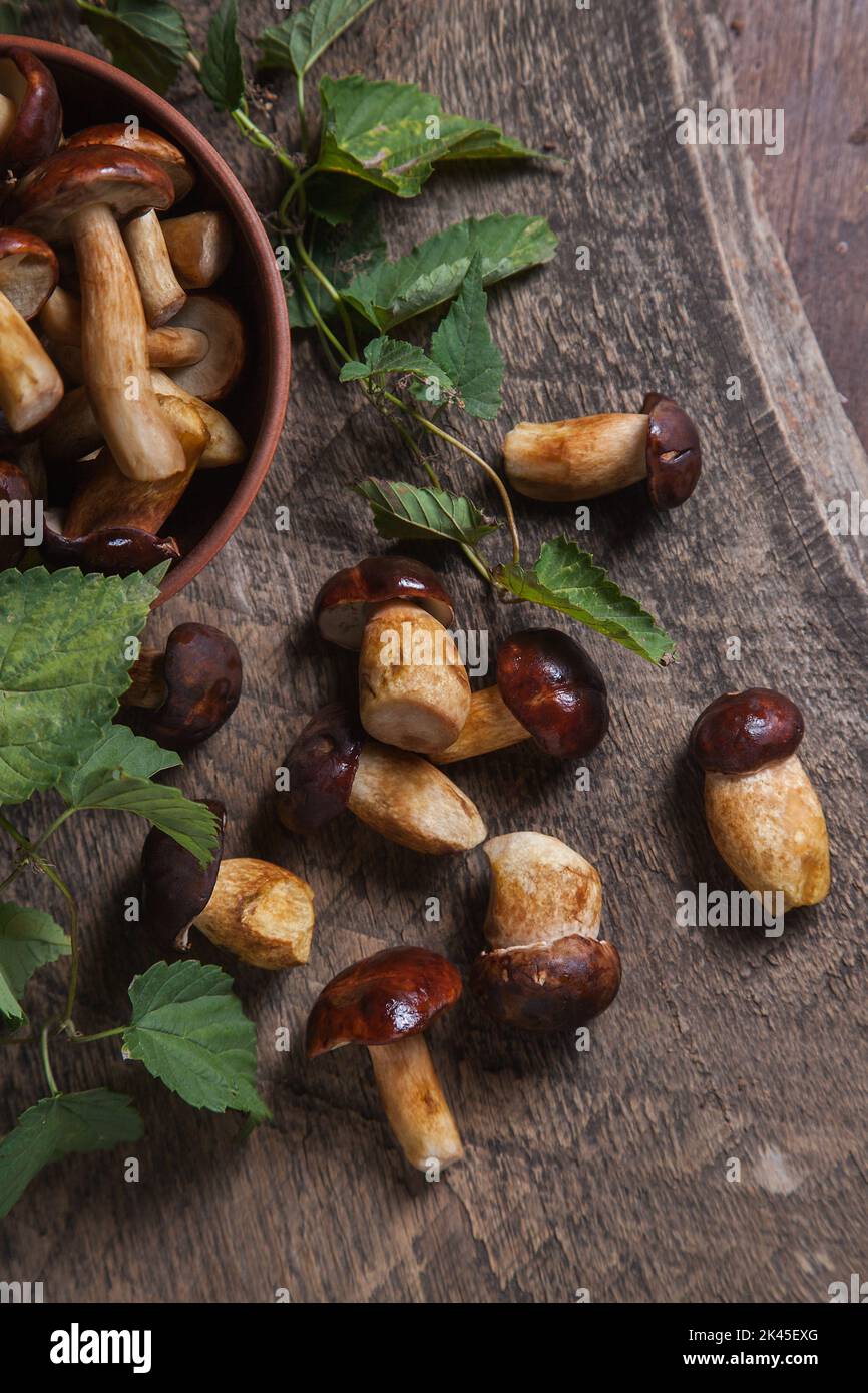 Autumn composition of boletus badius, imleria badia or bay bolete, clay ...