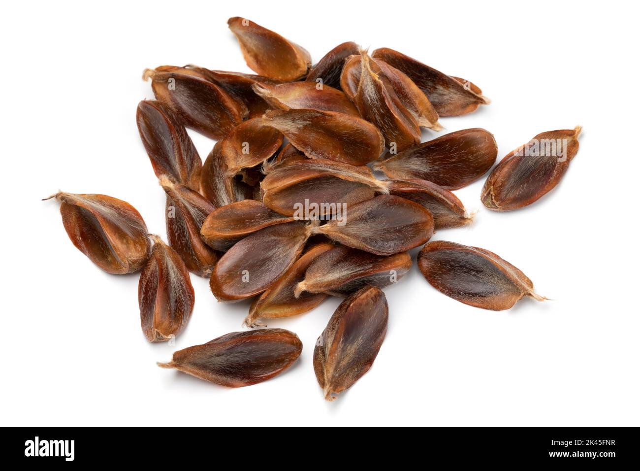 Heap of fresh beech seed isolated on white background Stock Photo - Alamy