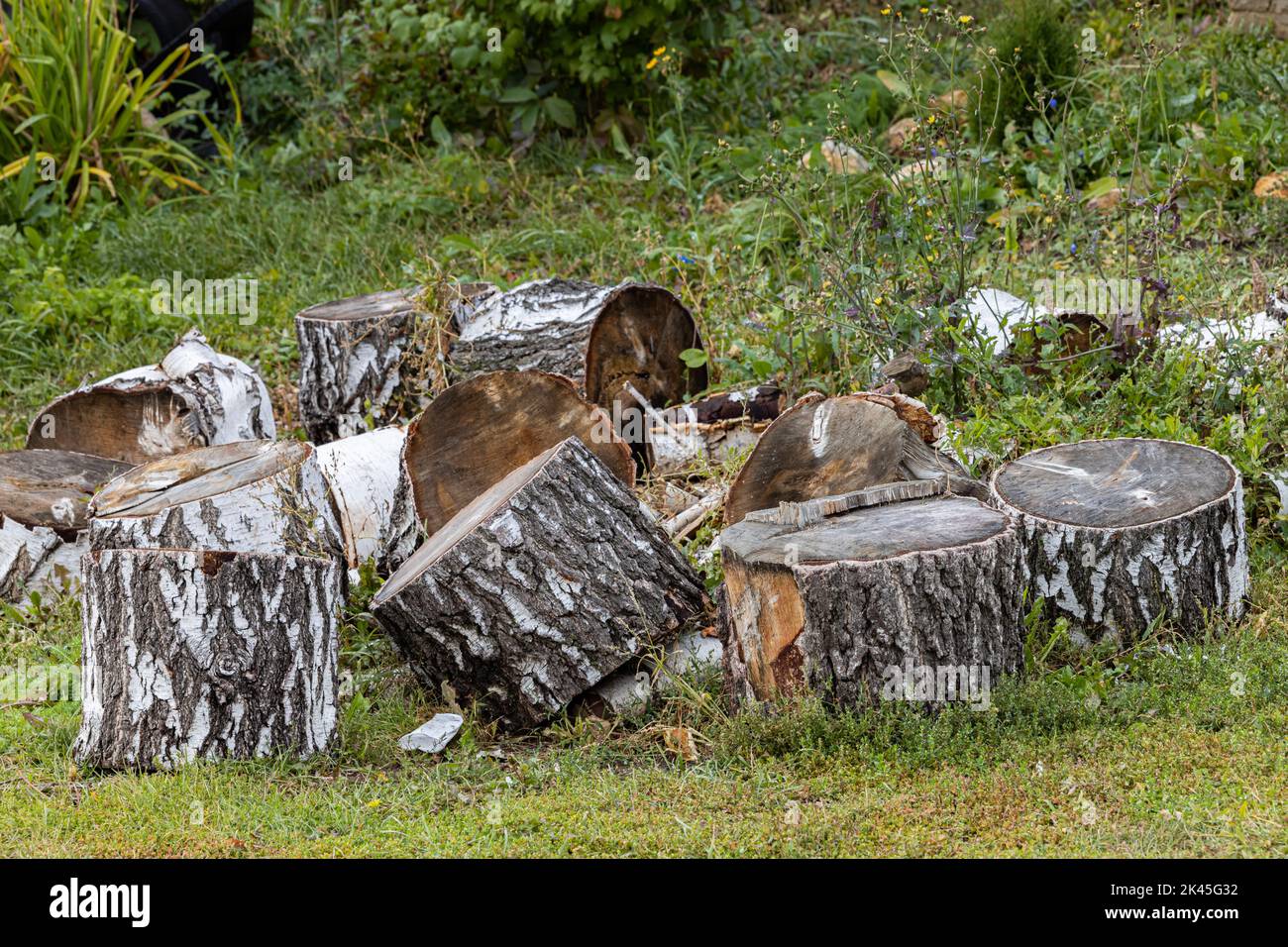 sawn tree trunk lies on the grass. High quality photo Stock Photo - Alamy