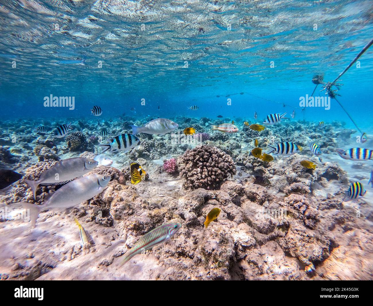 Shoal of differend kinds of the fish - sailfin tang or Desjardin's ...