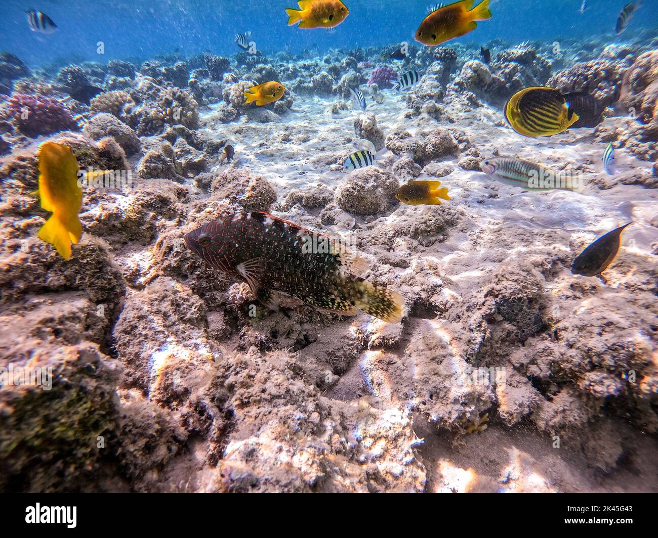 Tropical Abudjubbe's wrasse known as Cheilinus abudjubbe underwater at ...