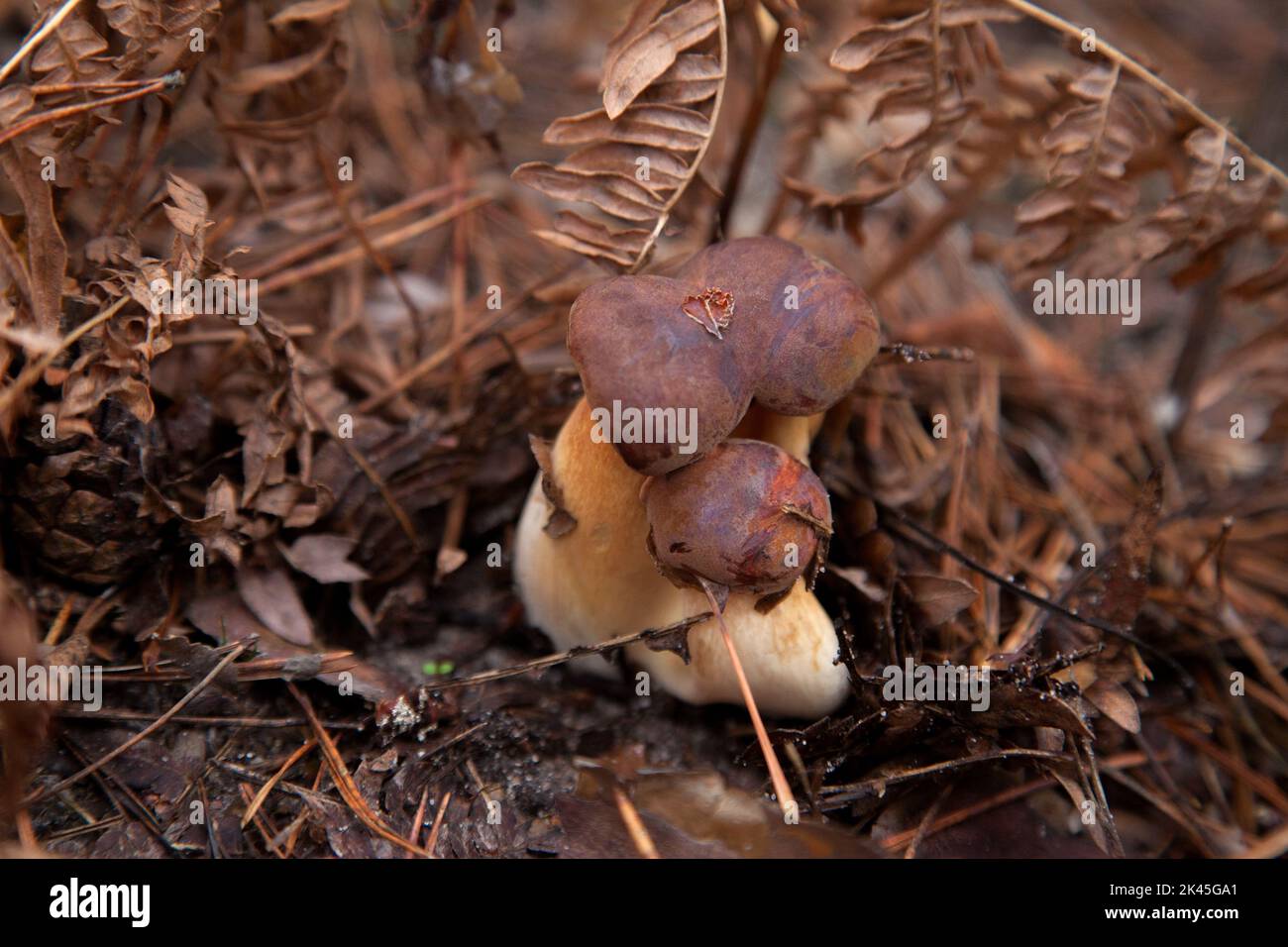 Family of Boletus Badius, Imleria Badia or Bay Bolete growing in an ...