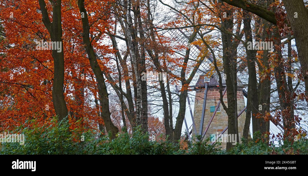 Trees in autumn colors. A historical dutch windmill is seen through the ...
