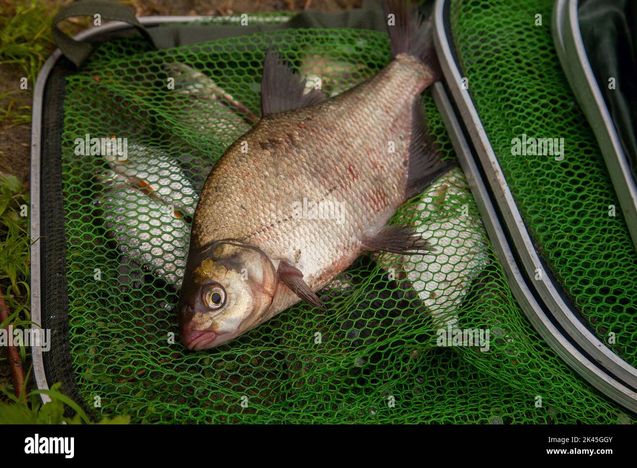Good catch. Close up view of just taken from the water big freshwater ...