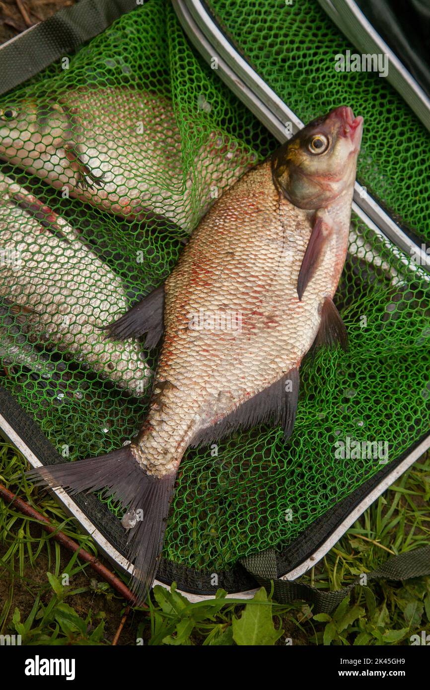 Good catch. Close up view of just taken from the water big freshwater ...