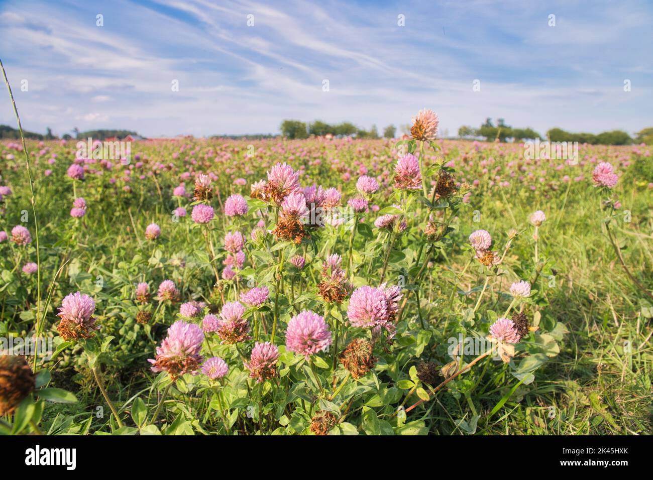 Clover field on a meadow. Flower meadow in green and pink. Plants from ...