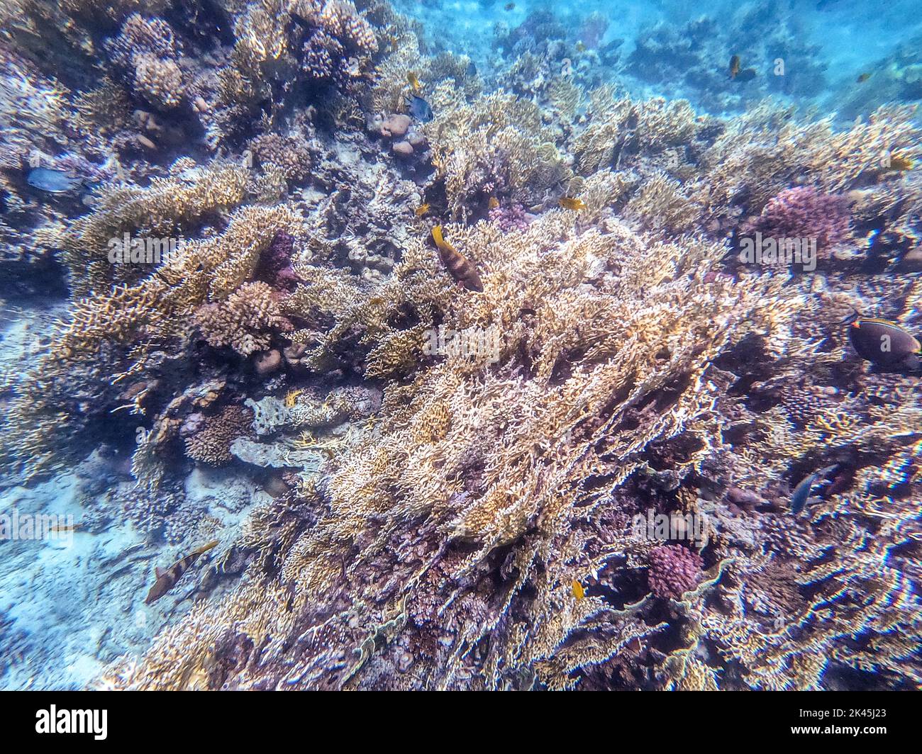 Underwater panoramic view of coral reef with tropical fish, seaweeds ...