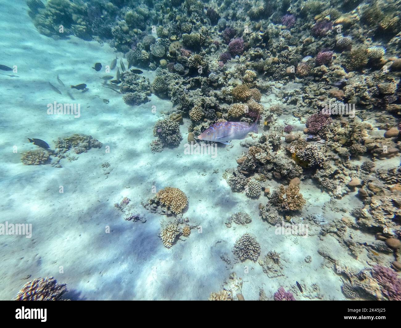 Tropical spangled emperor fish hi-res stock photography and images - Alamy