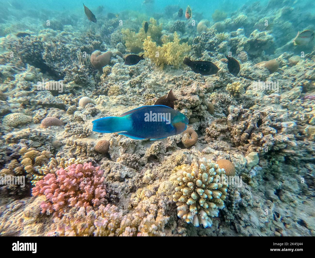 Longnose parrotfish hipposcarus harid hi-res stock photography and ...