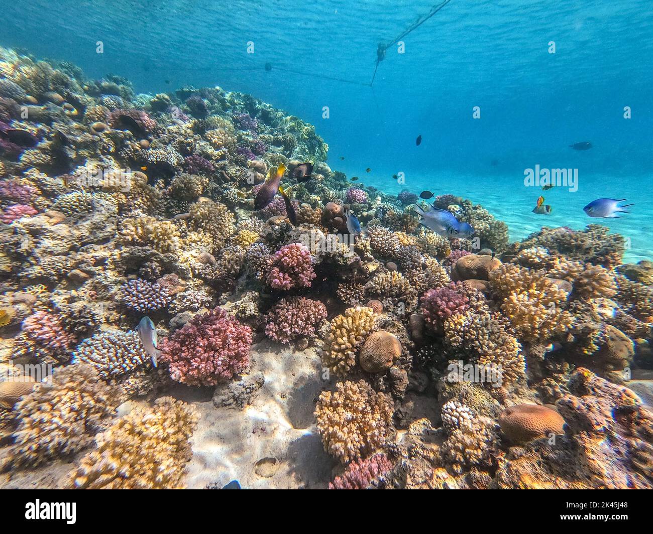 Underwater panoramic view of coral reef with tropical fish, seaweeds ...