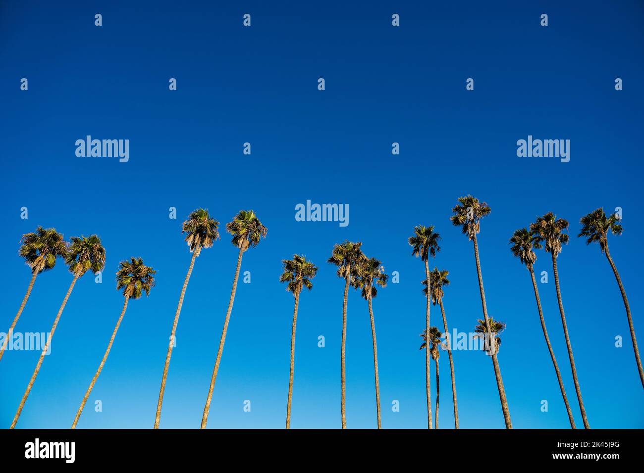 Palm tree row in Santa Barbara beach area. Vibrant background for ...
