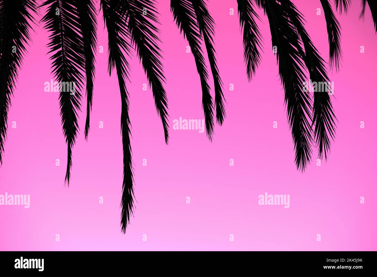 palm tree leaves black silhouette on pink fade background. Perfect ...