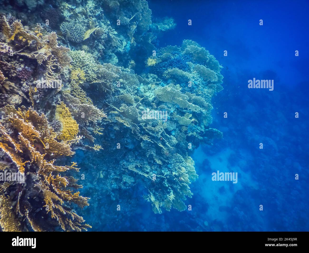 amazing corals and view into the blue deep in the red sea of egypt ...