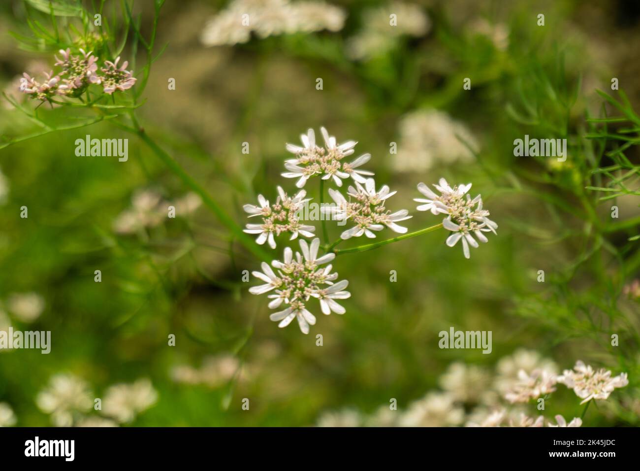 Black cumin field. White black cumin flowers in green field. Also known ...