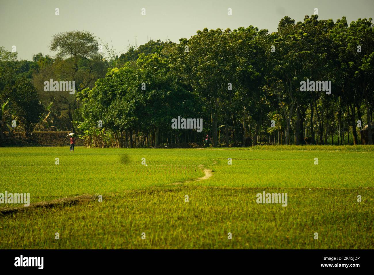 Black cumin field. White black cumin flowers in green field. Also known ...