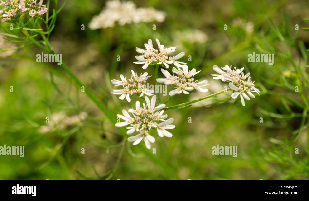 Black cumin field. White black cumin flowers in green field. Also known ...