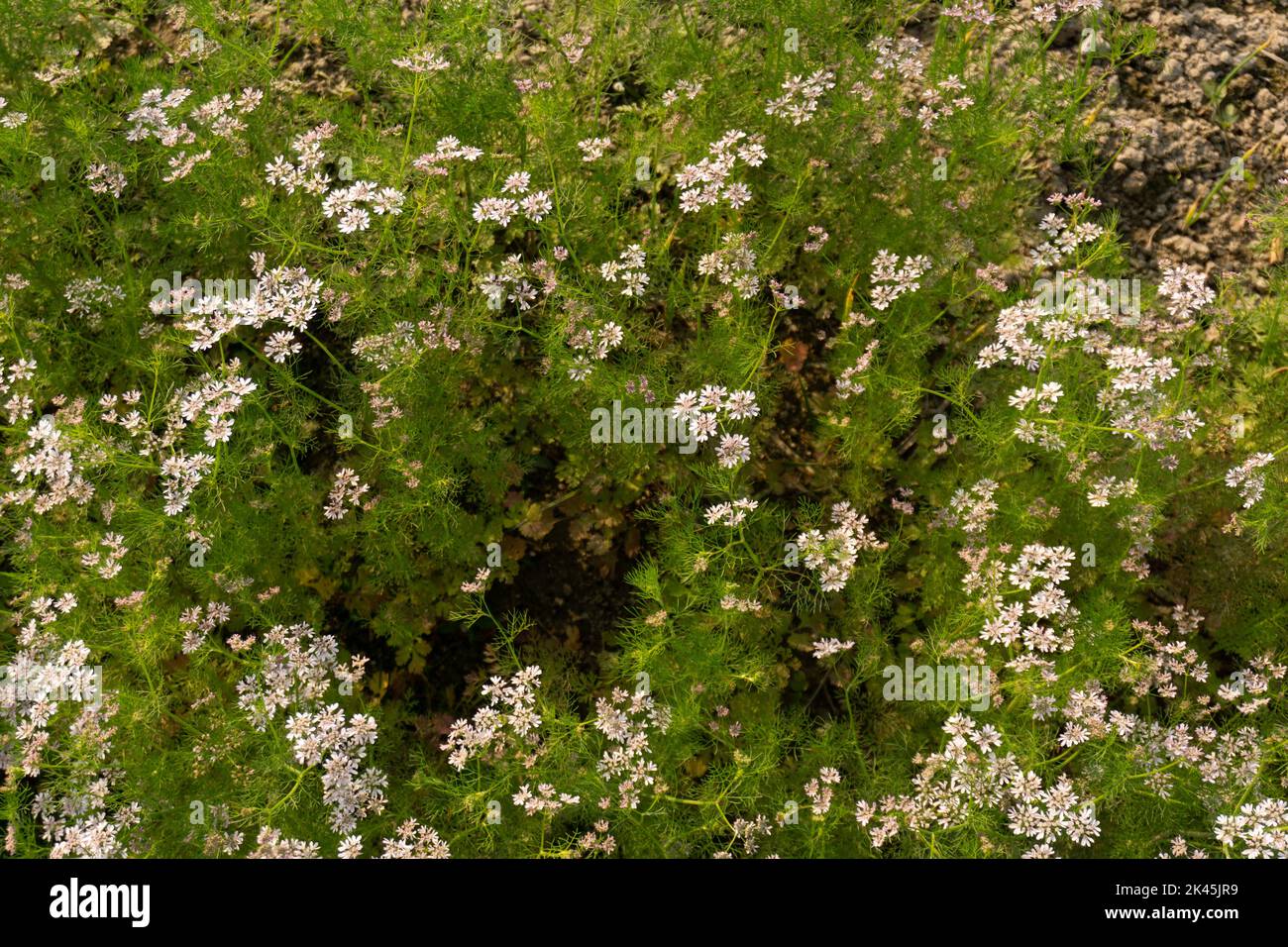 Coriander flower blooming in the coriander field. Coriander is an ...