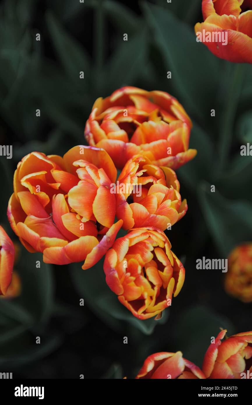 Red and yellow peony-flowered Double Early tulips (Tulipa) Shell bloom ...