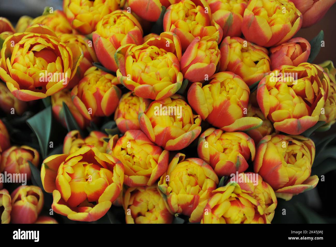 A bouquet of red and yellow peony-flowered Double Early tulips (Tulipa ...