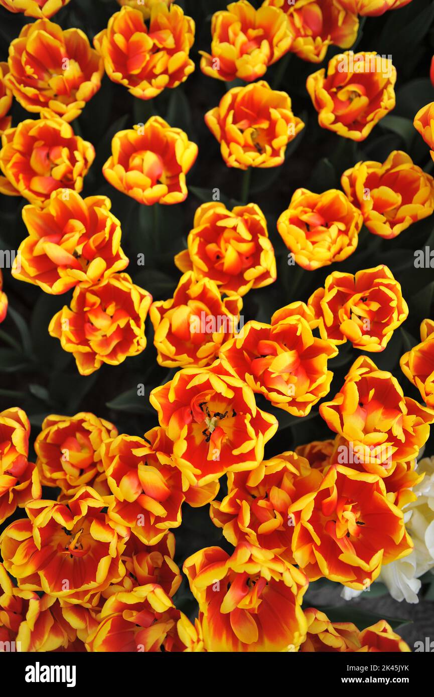 Red and yellow peony-flowered Double Early tulips (Tulipa) Shell bloom ...