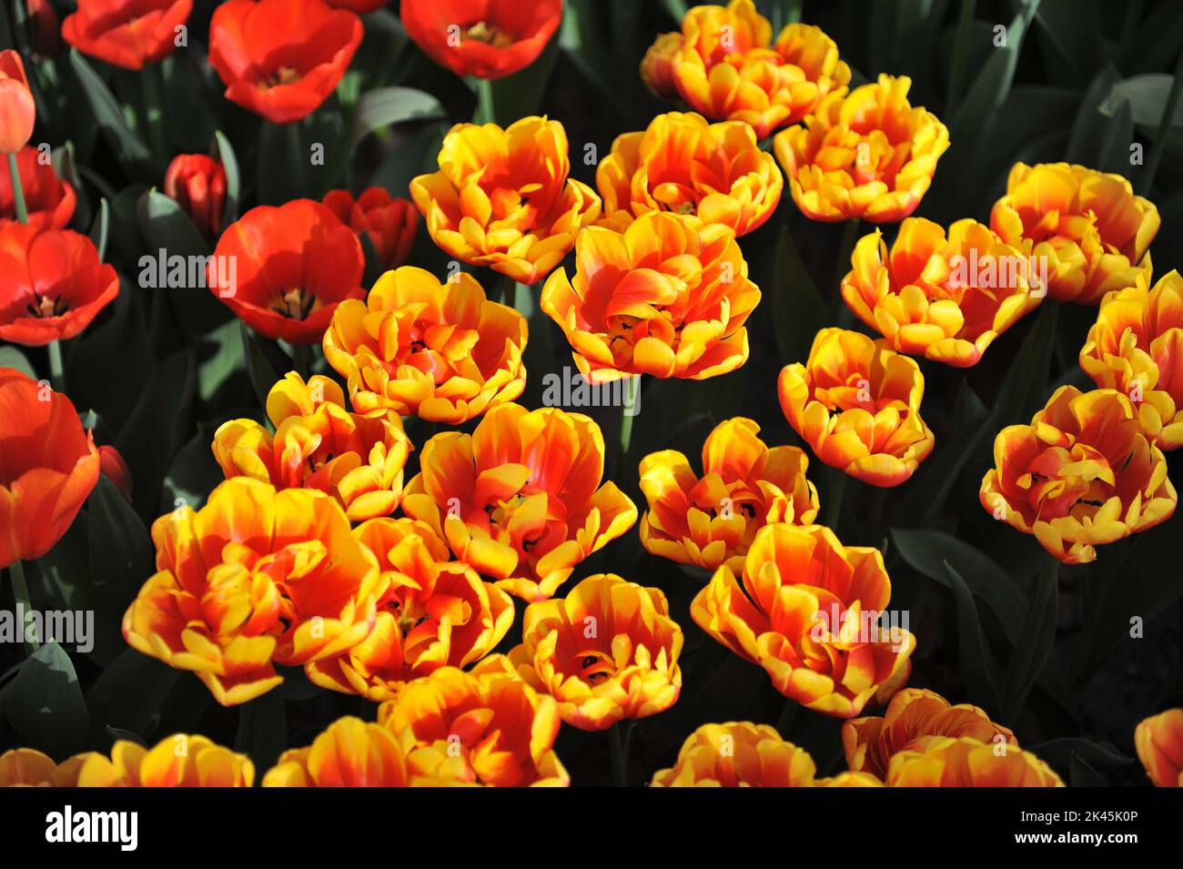 Red and yellow peony-flowered Double Early tulips (Tulipa) Shell bloom ...