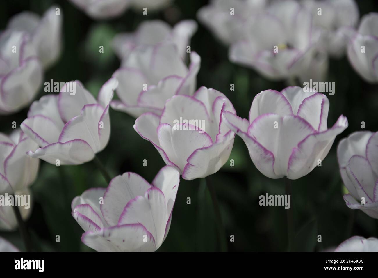 White with violet edges Triumph tulips (Tulipa) Shirley bloom in a ...
