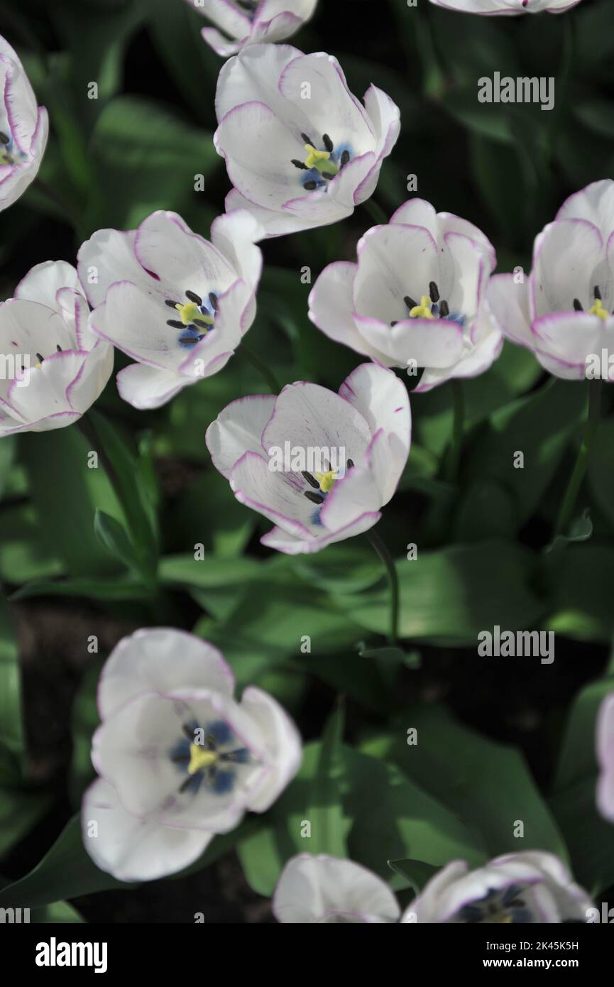 White with violet edges Triumph tulips (Tulipa) Shirley bloom in a ...