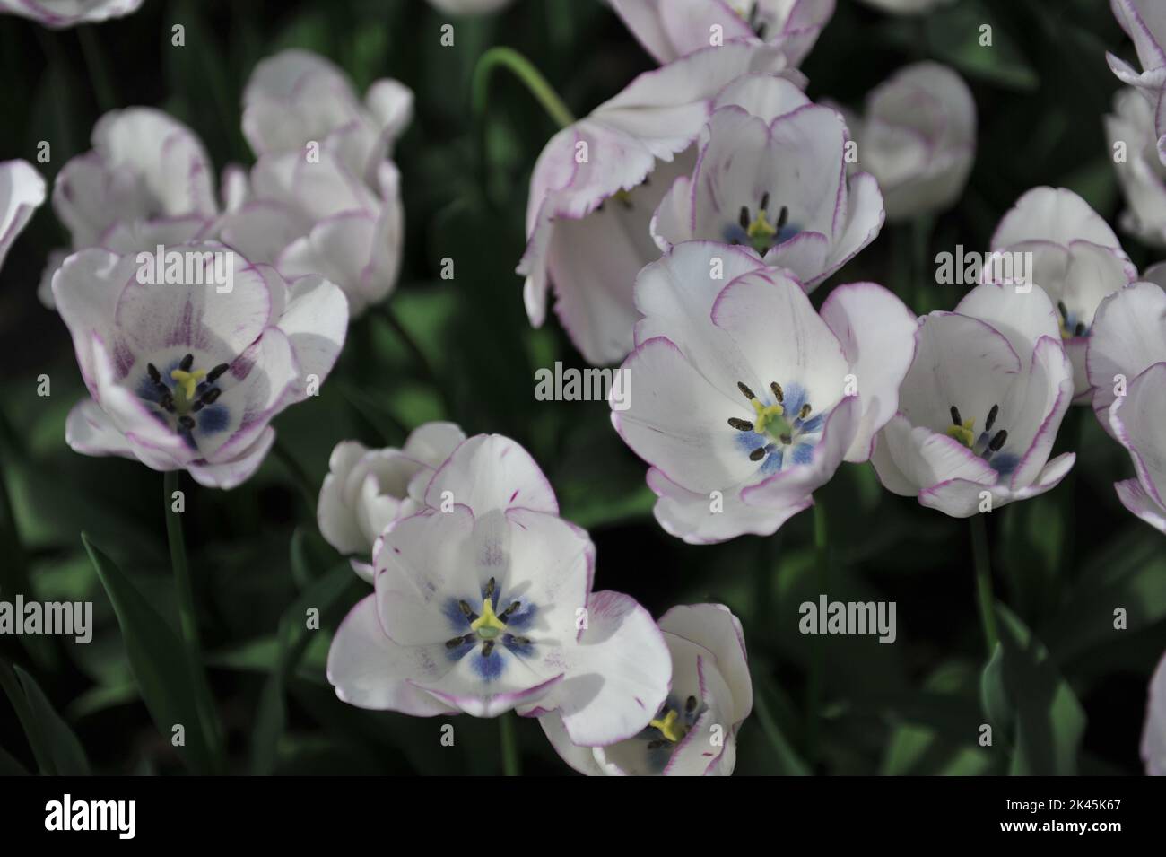 White with violet edges Triumph tulips (Tulipa) Shirley bloom in a ...