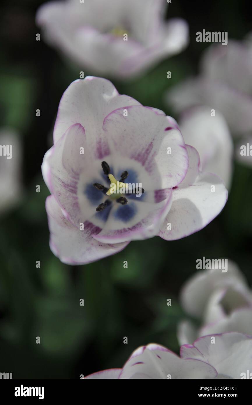 White with violet edges Triumph tulips (Tulipa) Shirley bloom in a ...