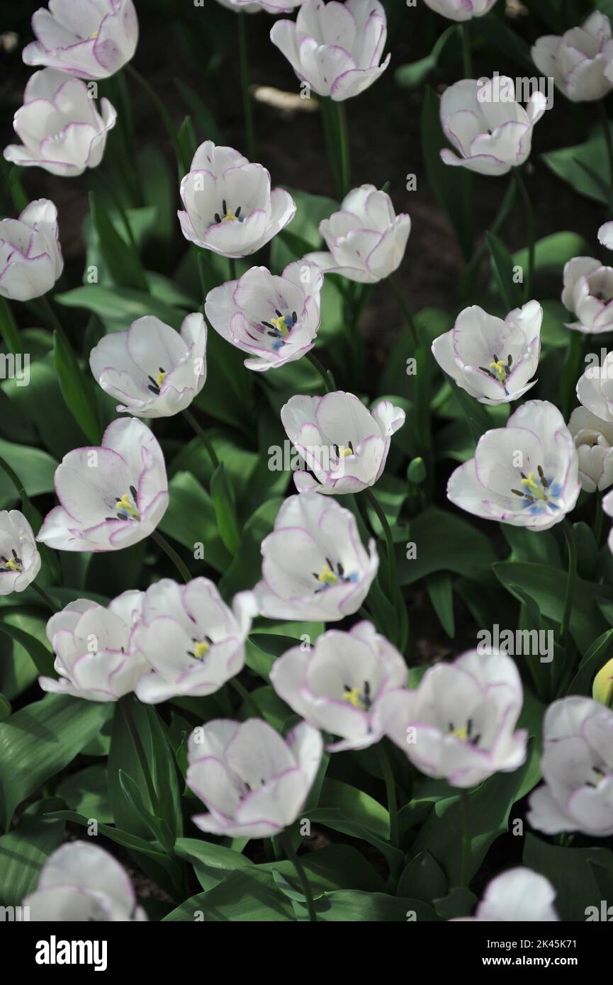 White with violet edges Triumph tulips (Tulipa) Shirley bloom in a ...
