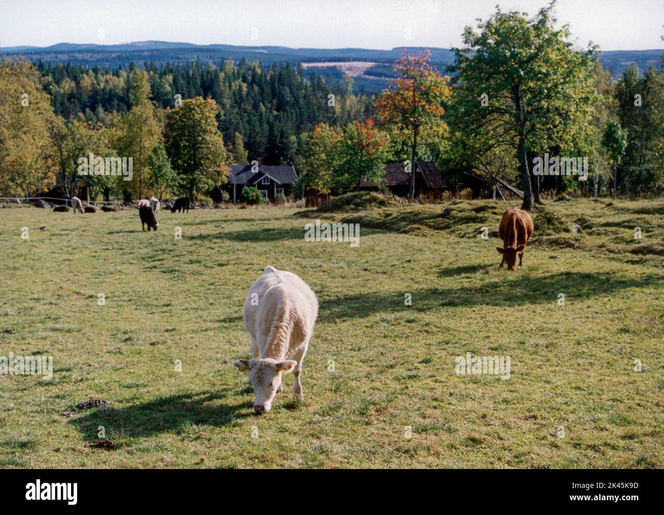 Swedish farmers hi-res stock photography and images - Alamy