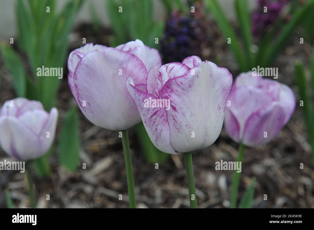 White with violet edges Triumph tulips (Tulipa) Shirley bloom in a ...