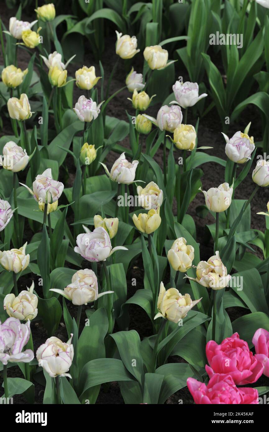 White with violet edges Double Late tulips (Tulipa) Shirley Double ...
