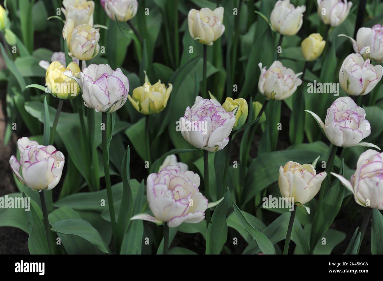 White with violet edges Double Late tulips (Tulipa) Shirley Double ...