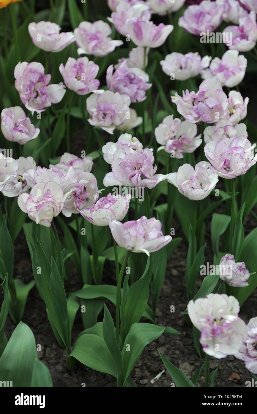 White with violet edges Double Late tulips (Tulipa) Shirley Double ...