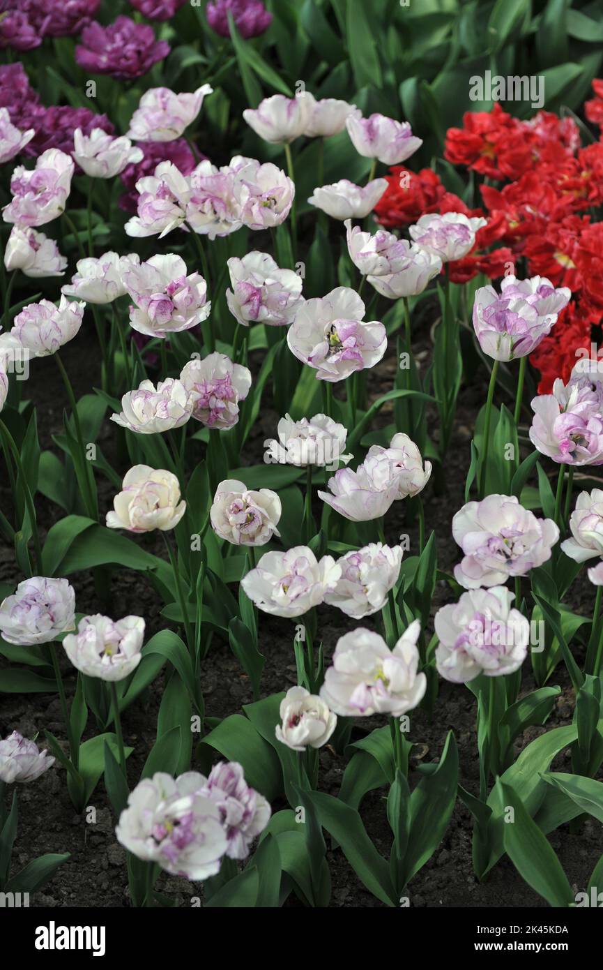 White with violet edges Double Late tulips (Tulipa) Shirley Double ...