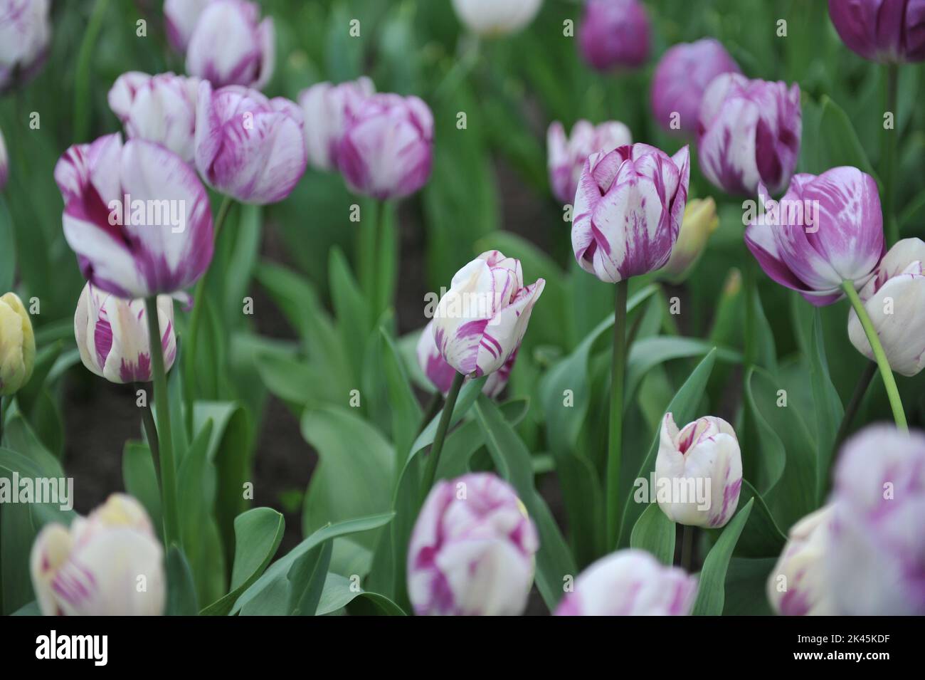 White and violet Triumph tulips (Tulipa) Shirley Flame bloom in a ...
