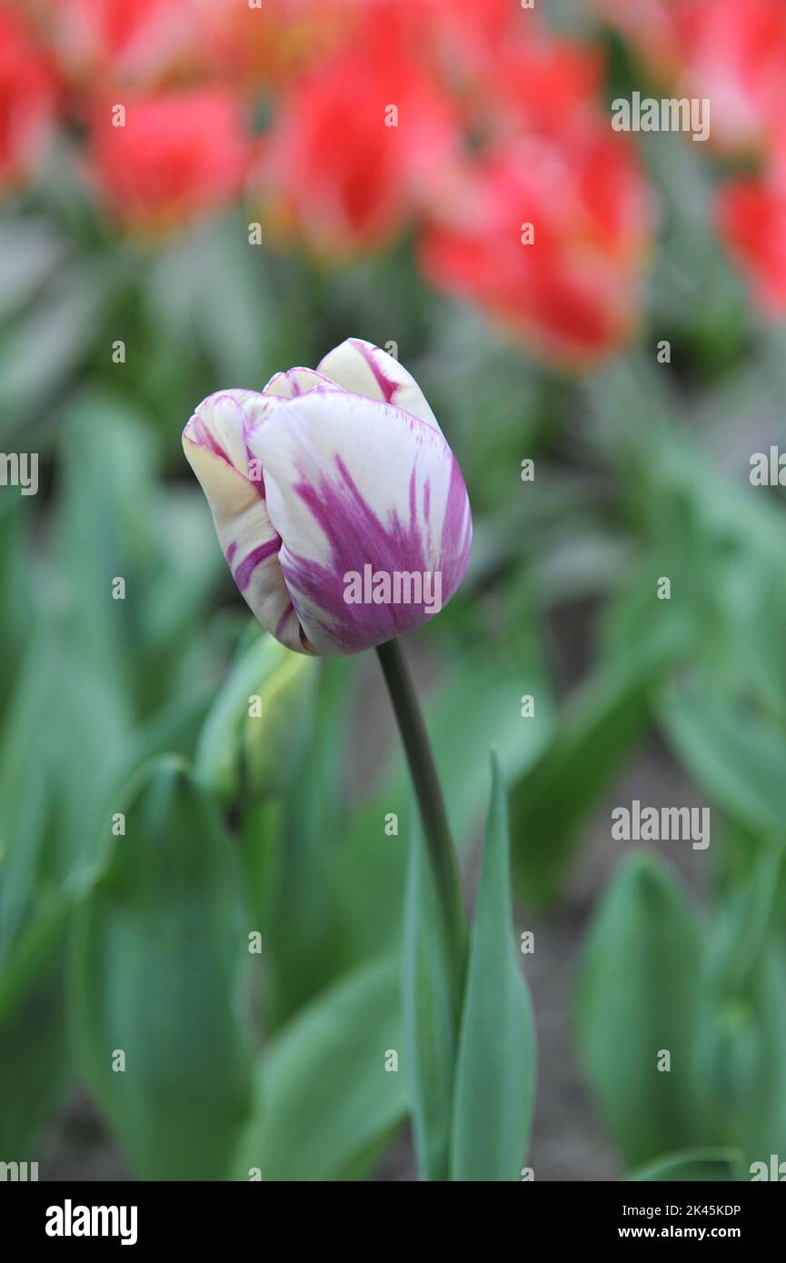 White and violet Triumph tulips (Tulipa) Shirley Flame bloom in a ...