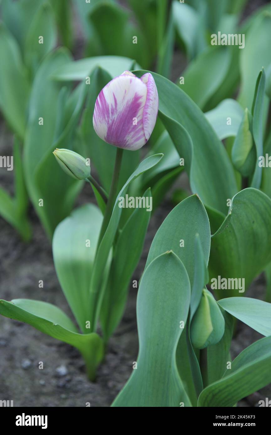 White and violet Triumph tulips (Tulipa) Shirley Flame bloom in a ...