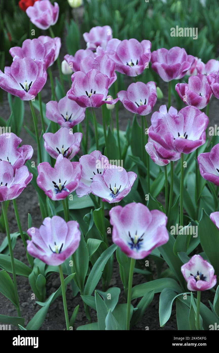 White and violet Triumph tulips (Tulipa) Shiun bloom in a garden in ...