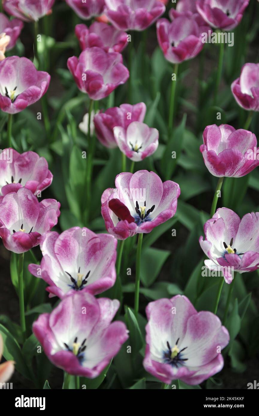 White and violet Triumph tulips (Tulipa) Shiun bloom in a garden in ...