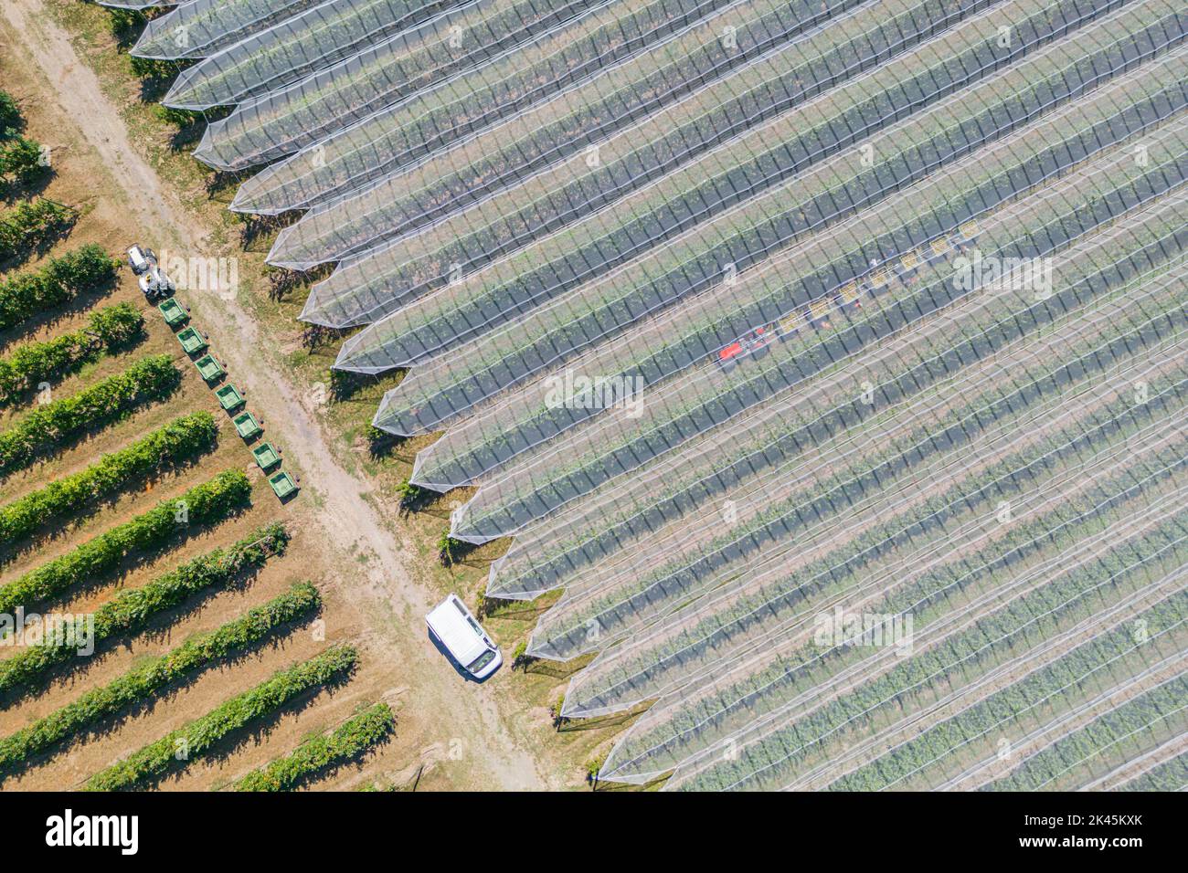 Workers picking pears in the field from crates attached to a towing ...