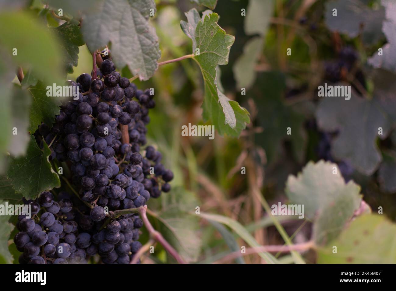 A bunch of black grapes against the background of grape leaves at the ...
