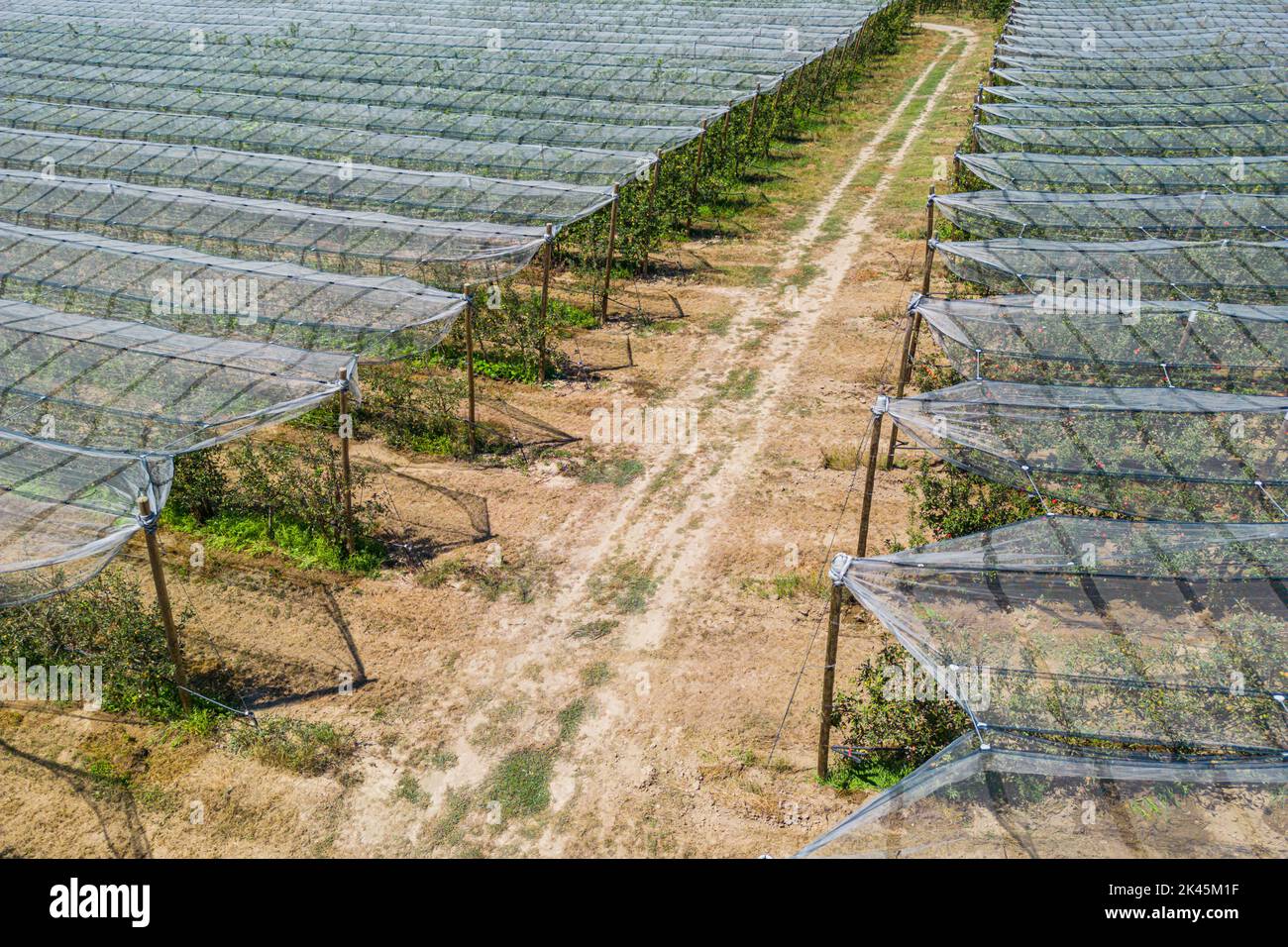 Hail net over apple and pears trees from the air - background Stock ...