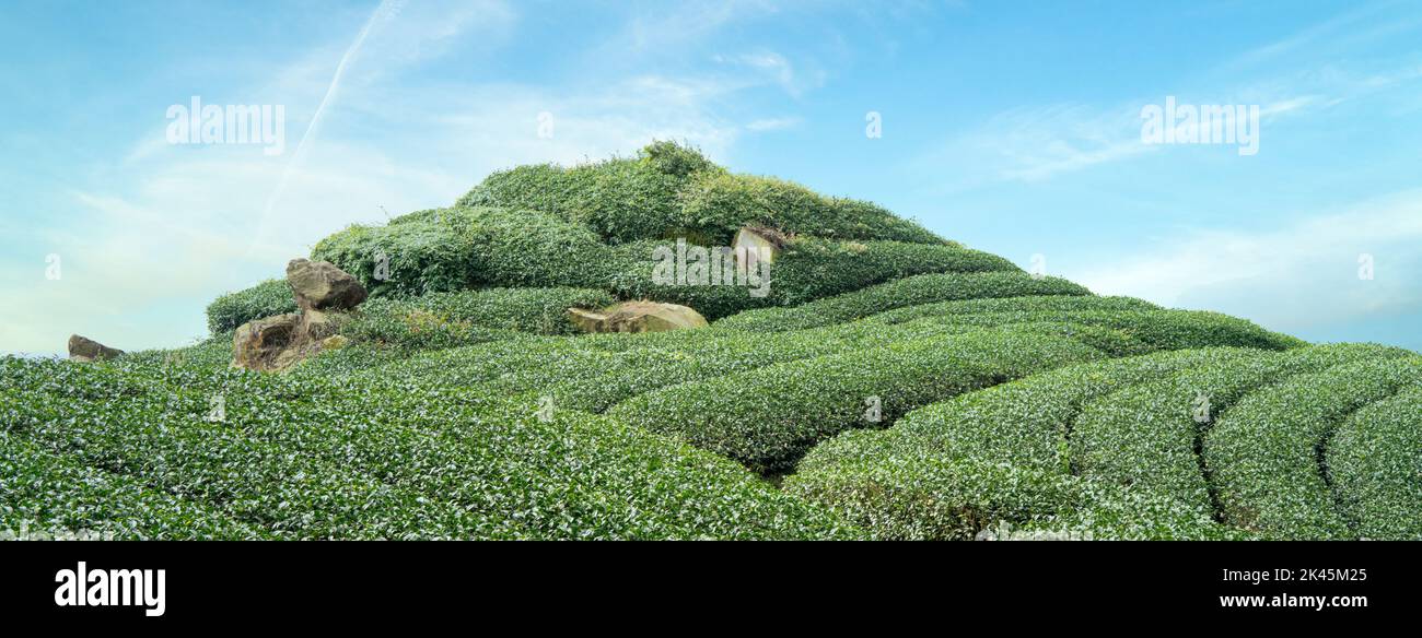 Close up of beautiful green tea crop garden rows scene, design concept ...