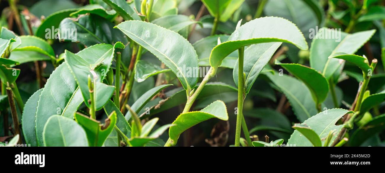 Close up of beautiful green tea crop garden rows scene, design concept ...