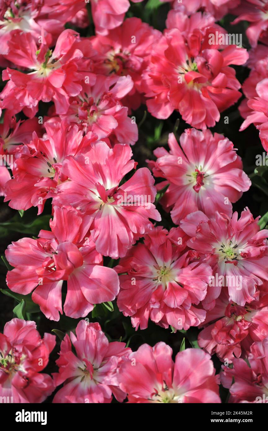 Pink peony-flowered Double Early tulips (Tulipa) Shopper bloom in a ...
