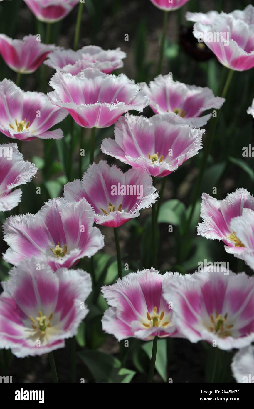 White and pink fringed tulips (Tulipa) Siesta bloom in a garden in ...